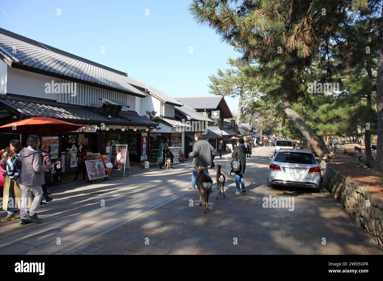 Deer in japanese park hi-res stock photography and images - Alamy