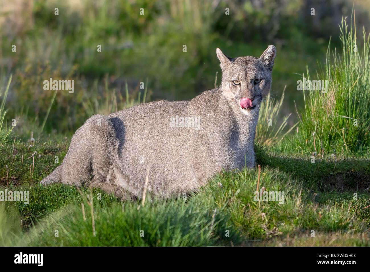 Cougar (Cougar concolor), silver lion, mountain lion, cougar, panther ...