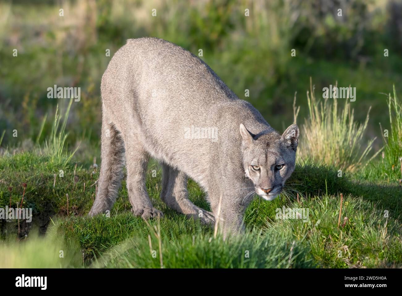 Cougar (Cougar concolor), silver lion, mountain lion, cougar, panther ...