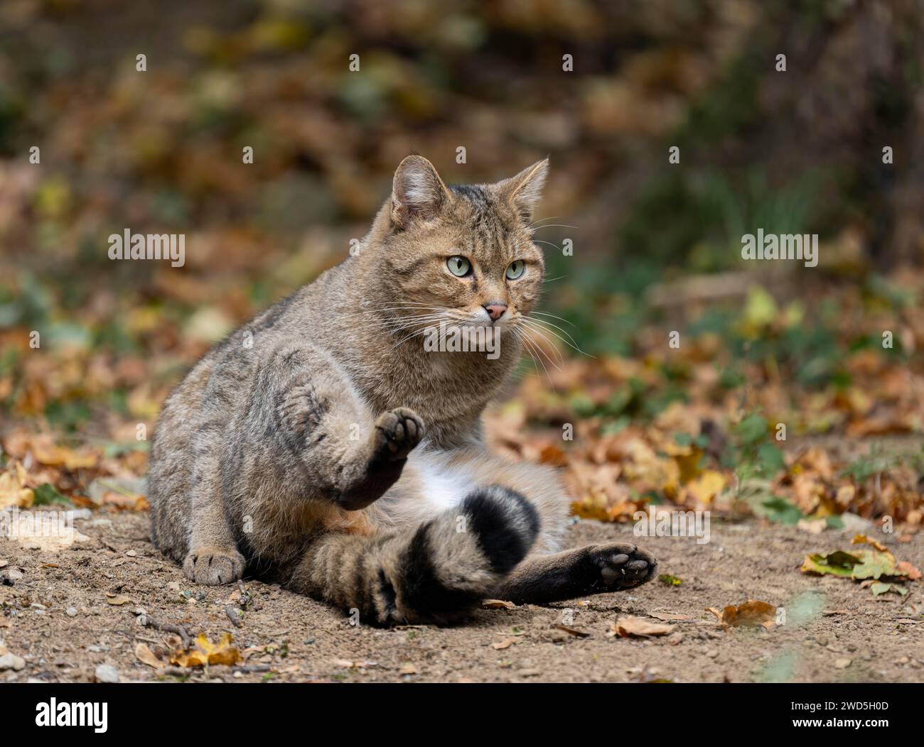 European wildcat (Felis silvestris) sitting on the forest floor ...