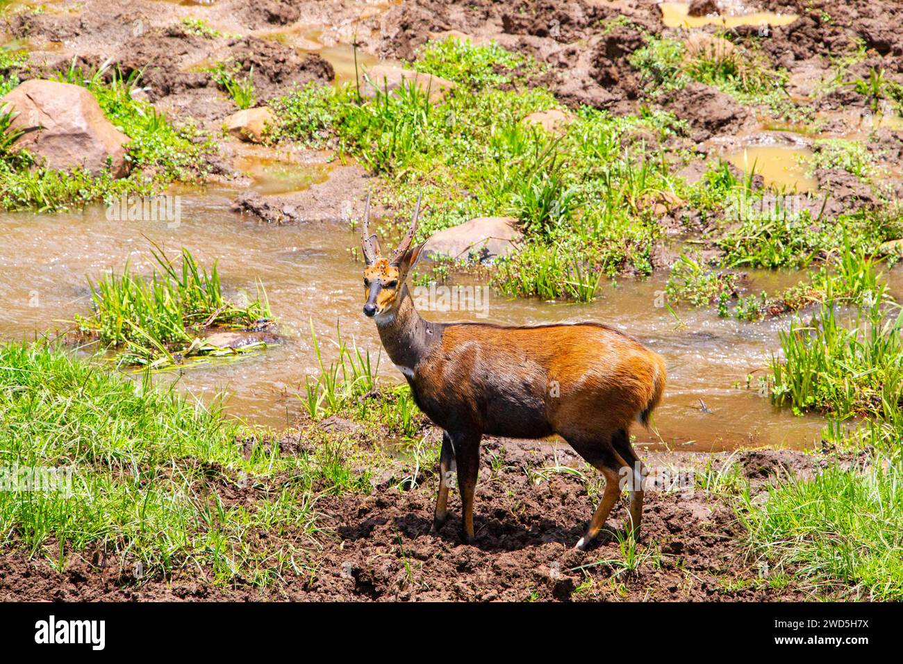 Kenyan national park hi-res stock photography and images - Alamy
