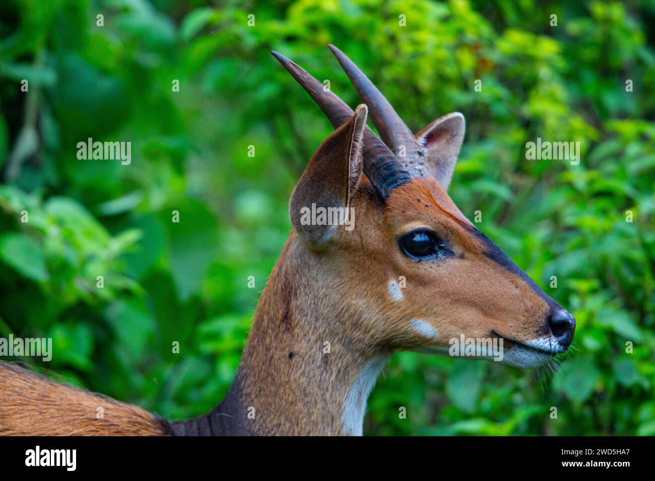 Kenyan national park hi-res stock photography and images - Alamy