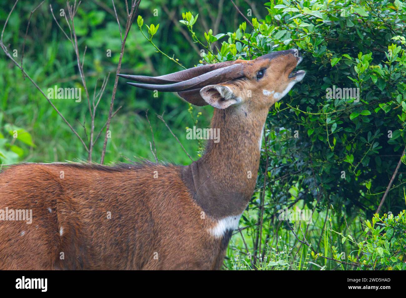 Bushbuck (Tragelaphgus scriptus) Aberdare National Park Kenya Stock ...
