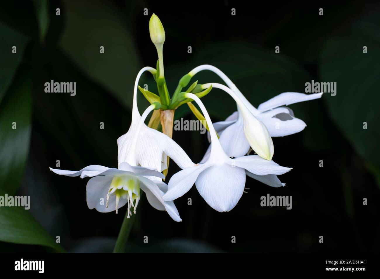 Lily of the peru hi-res stock photography and images - Alamy