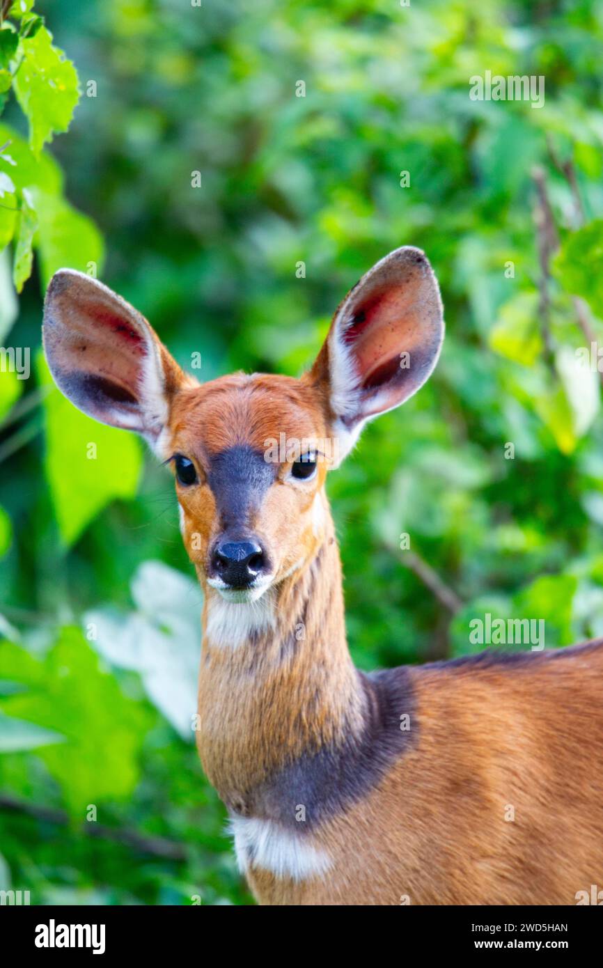 Kenyan national park hi-res stock photography and images - Alamy