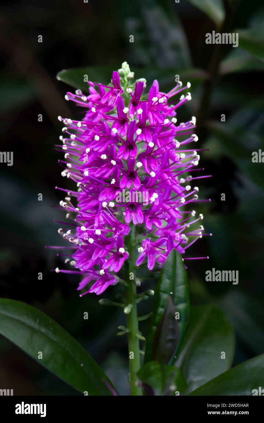 Shrub Veronica (Veronica speciosa, Hebespeciosa variegata) New Zealand ...