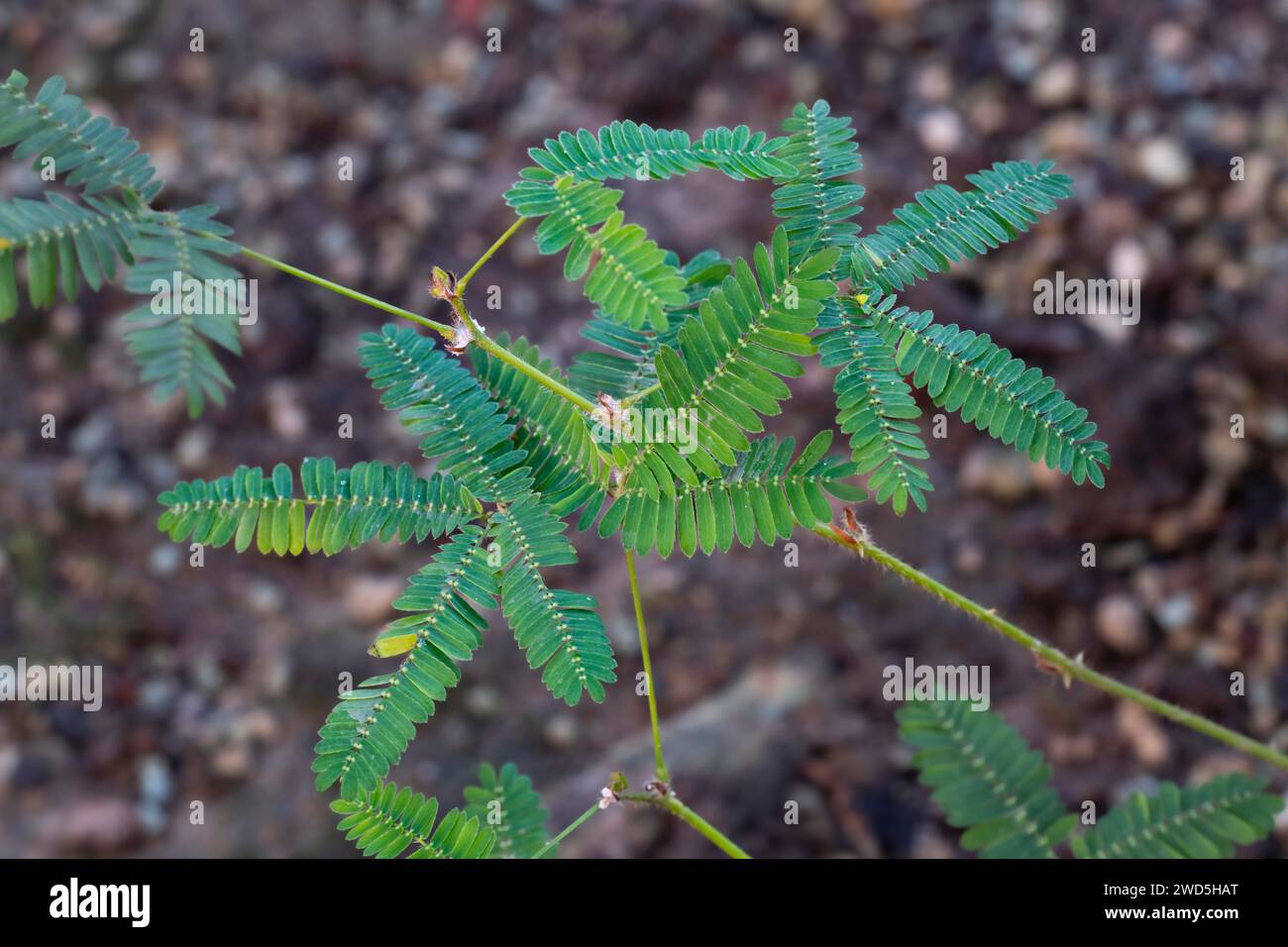 Leaves of the sensitive plant (Mimosa pudica), Brazil, South America ...