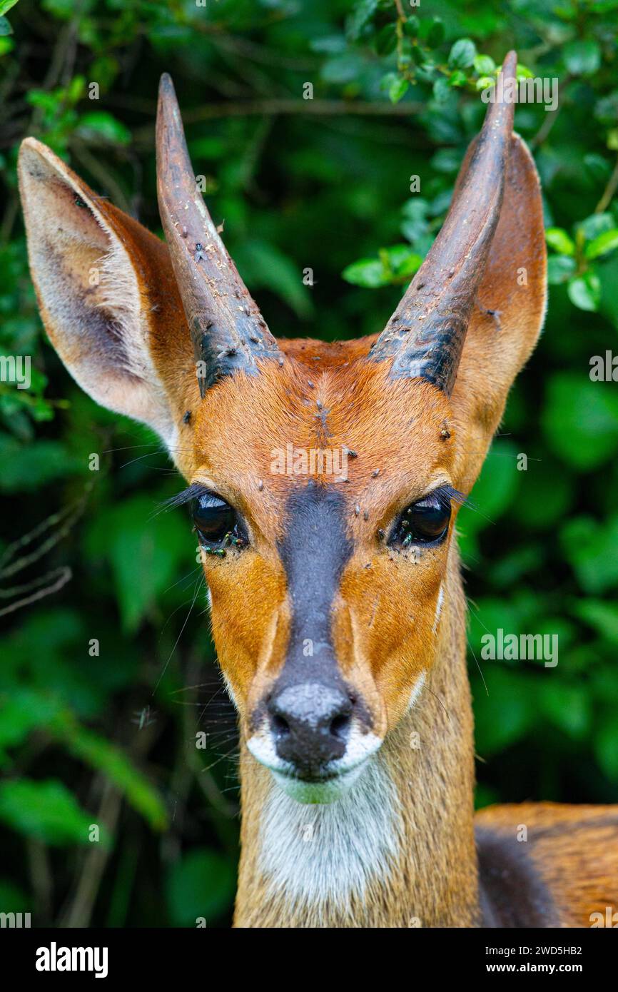 Kenyan national park hi-res stock photography and images - Alamy