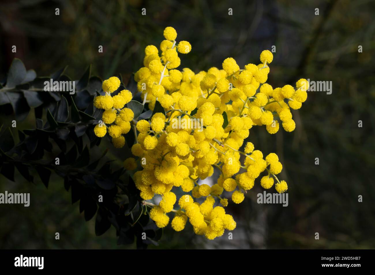 (Acacia cultriformis) Knife-leaf acacia, dogtooth acacia, half-moon ...
