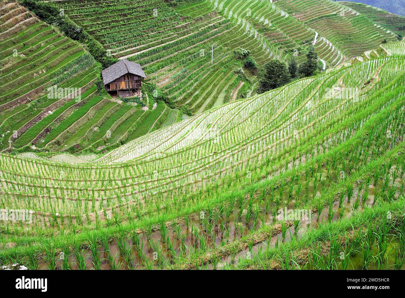 龙胜镇 (龙胜县) 中國 Longsheng Rice Terraces, Dazhai Longji Ping'an Zhuang ...