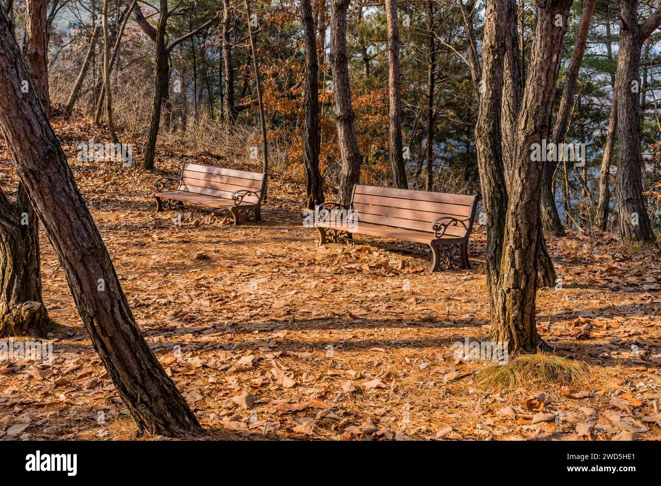 Two wooden park benches nestled among trees at public park on sunny day ...