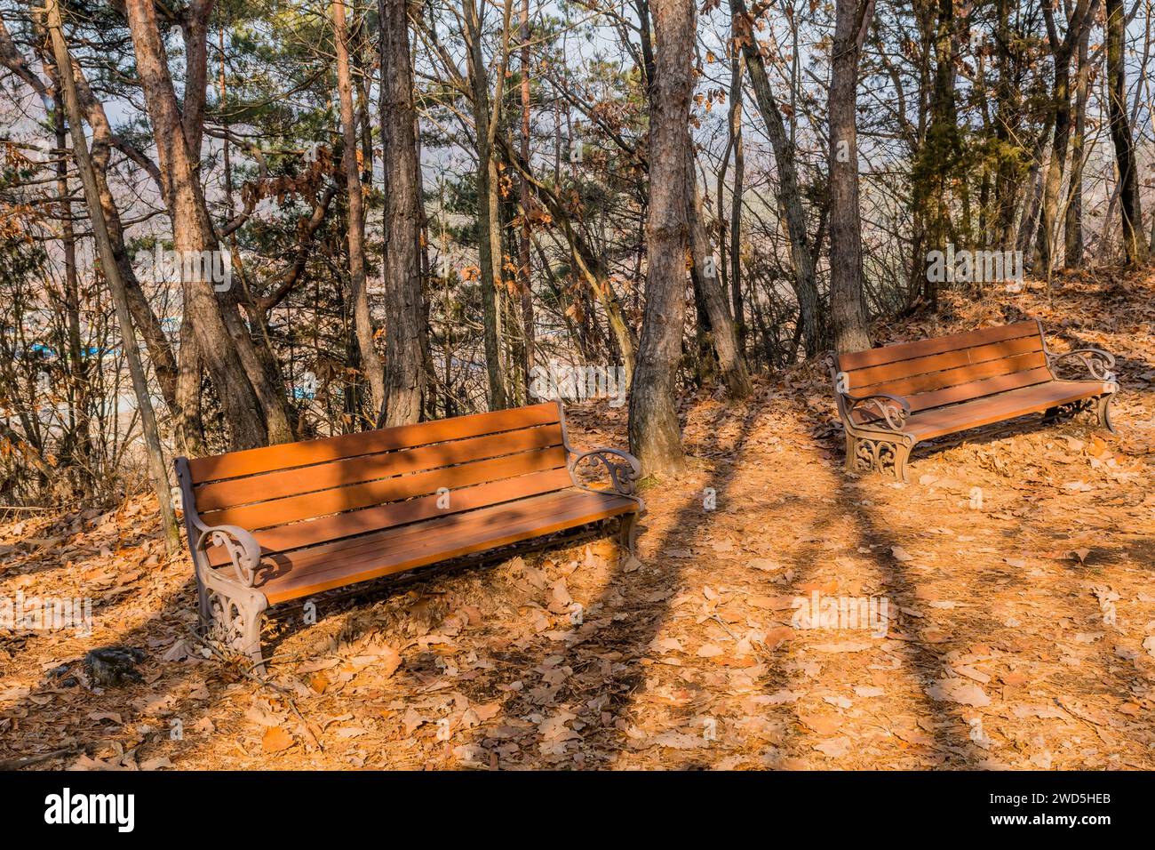 Two wooden park benches nestled among trees at public park on sunny day ...