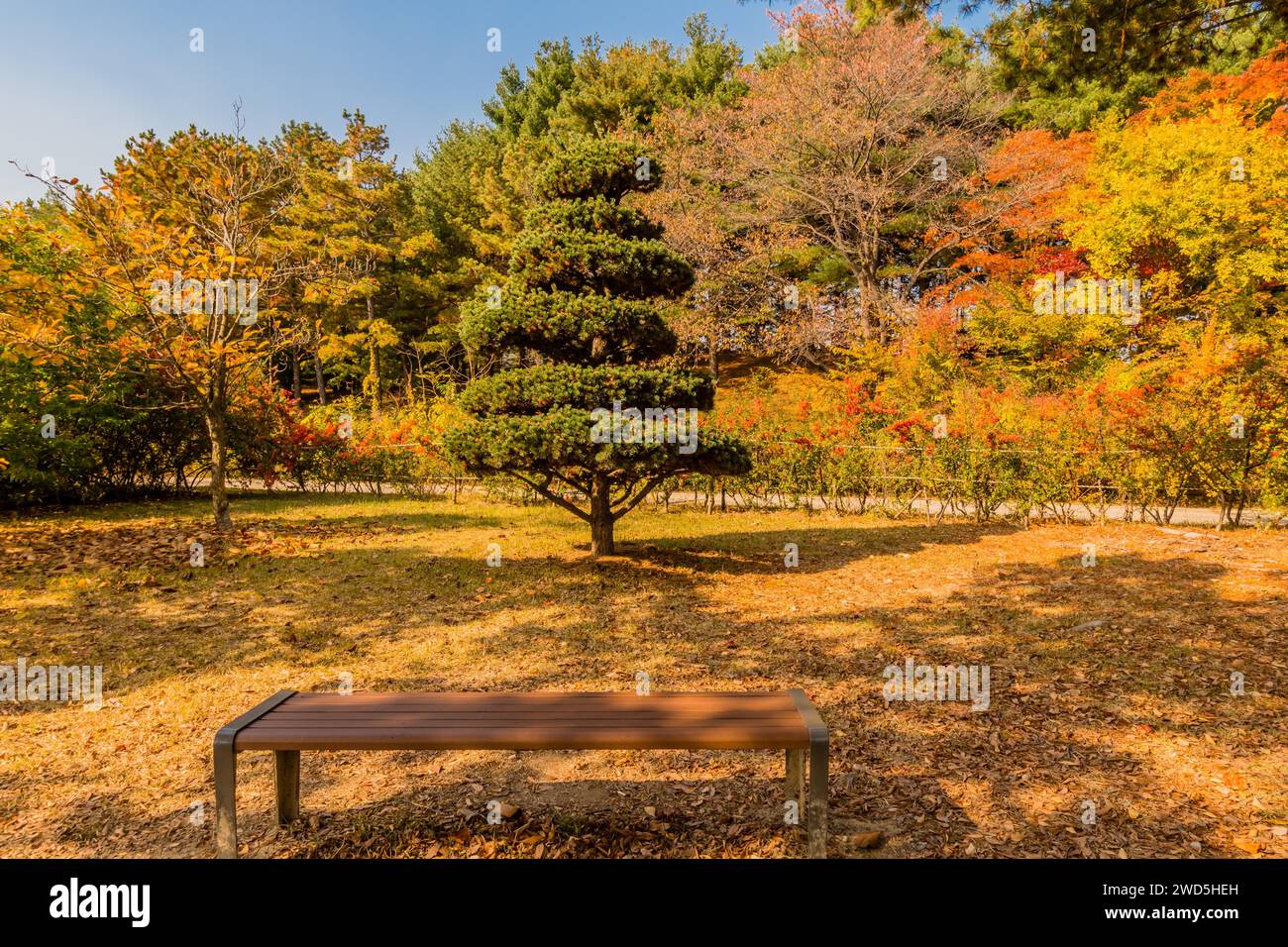 Manicured pine tree behind wooden park bench with trees in autumn ...
