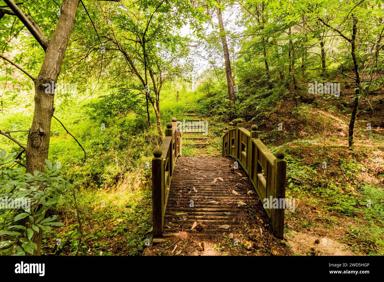 Wooden foot bridge nestled under lush trees in a woodland park in South ...