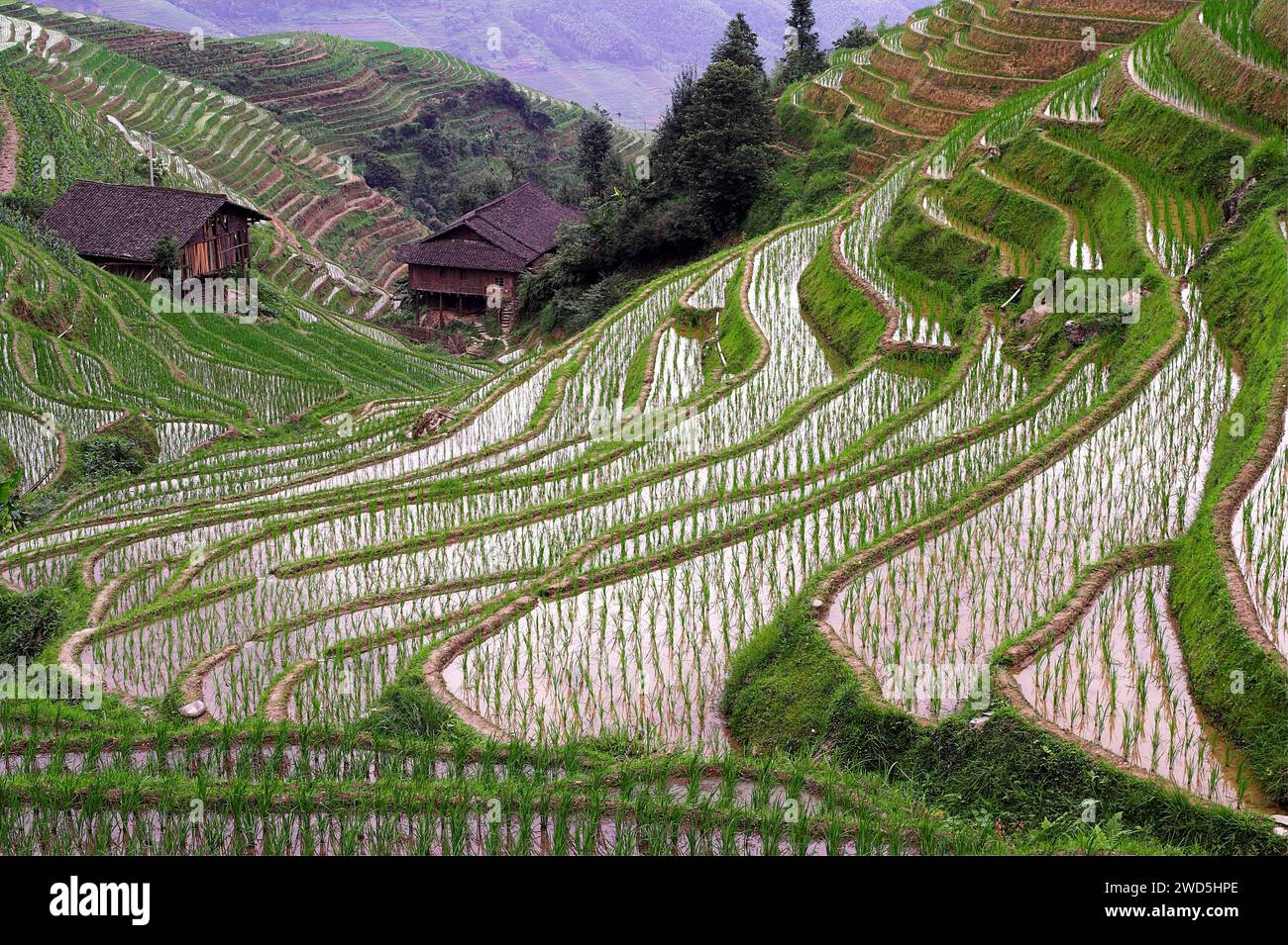 龙胜镇 (龙胜县) 中國 Longsheng Rice Terraces, Dazhai Longji Ping'an Zhuang, China; Picturesque rice ...