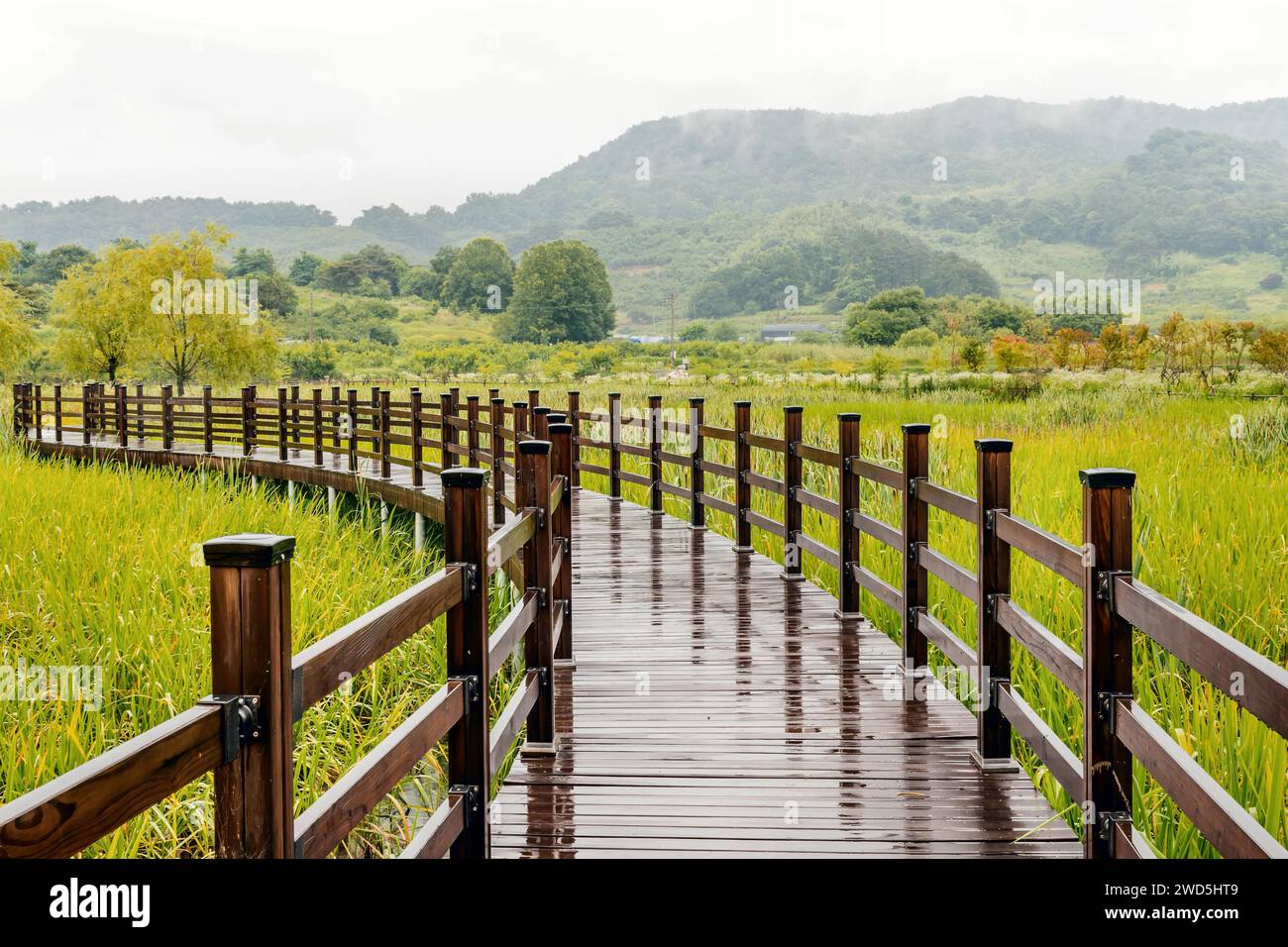 Wooden walkway in wilderness park on wet rainy morning with overcast ...