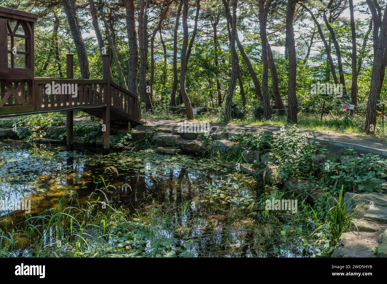 Wooden footbridge over small man made pond in shaded roadside park ...