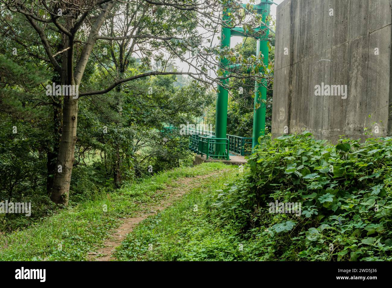 Green suspension footbridge in forest park, South Korea Stock Photo - Alamy