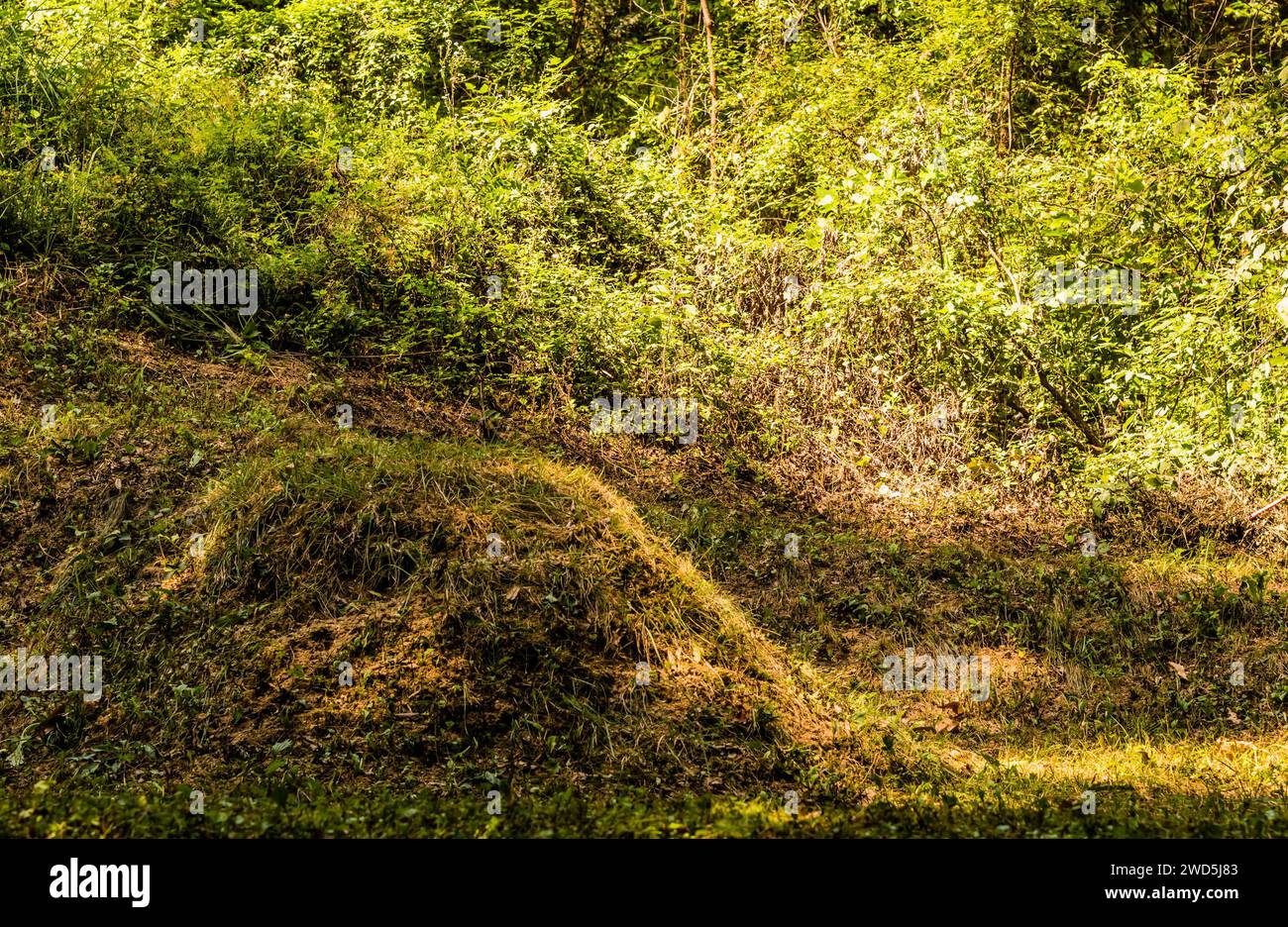 Fresh burial mound in a wooded area bathed in sunlight, South Korea ...