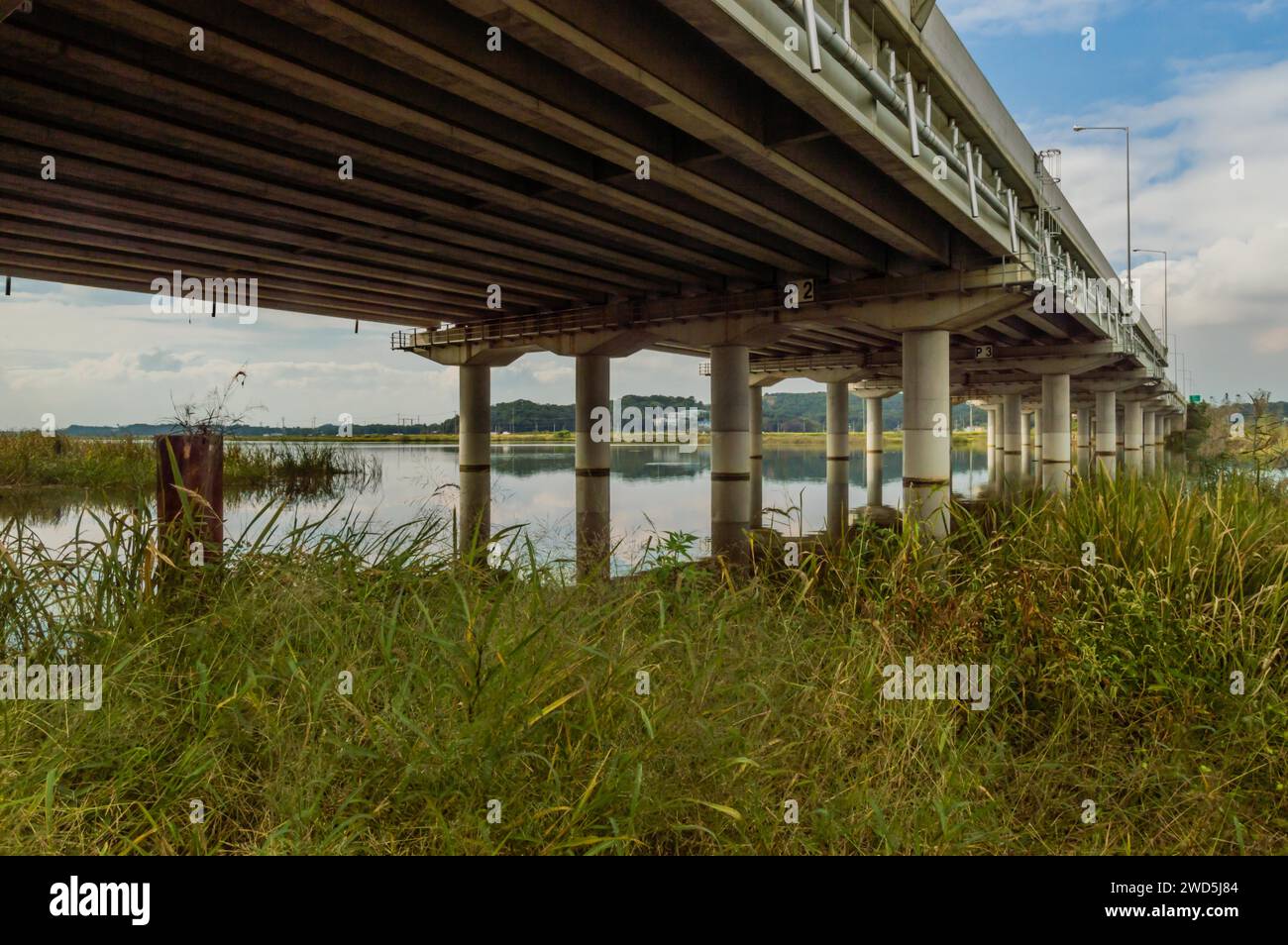 Underside of highway bridge spanning a river with tall grass and reeds ...