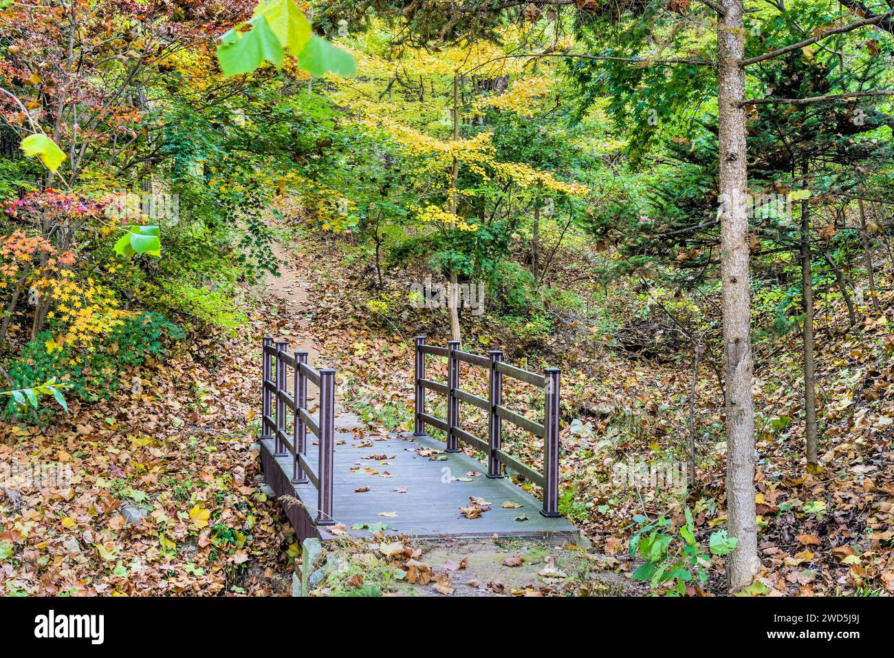 Wooden footbridge over ravine in mountain park, South Korea, South ...