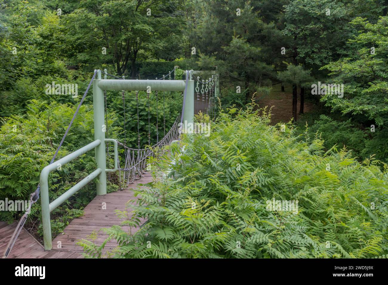 Suspension footbridge bridge with rope handrail spanning a ravine in ...
