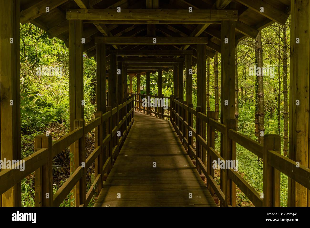 Covered wooden boardwalk through trees in mountain recreational forest ...