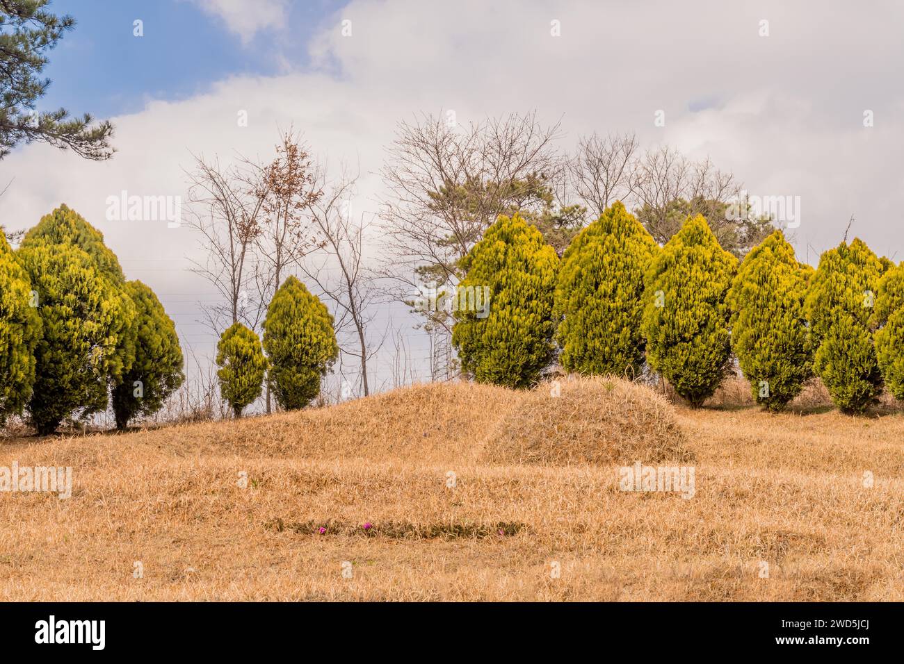 Unmarked burial mound on hillside in front of evergreen bushes with ...