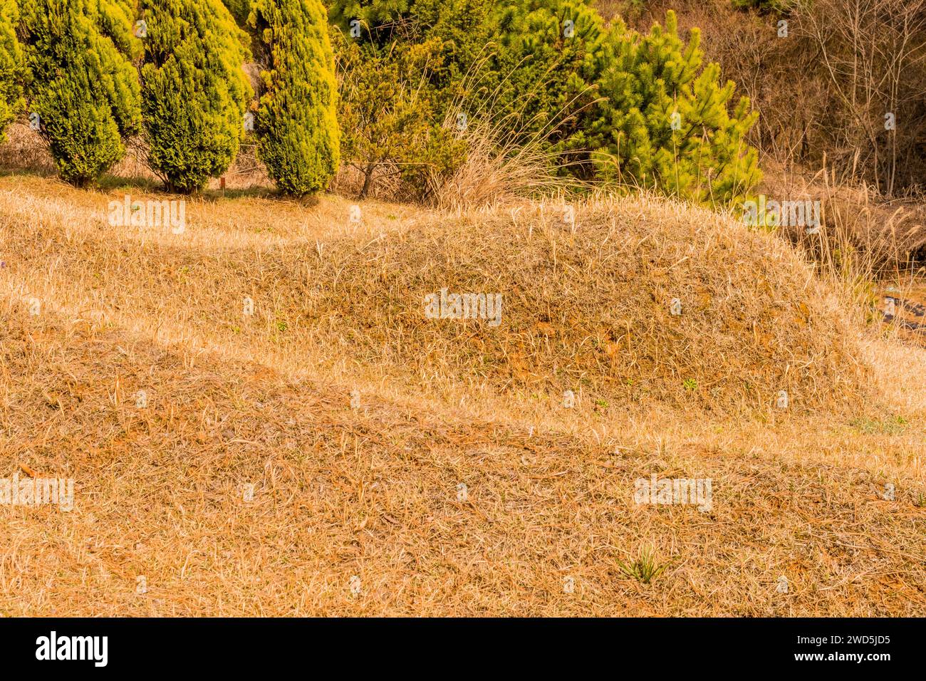 Unmarked burial mound on hillside with small evergreen bushes in ...