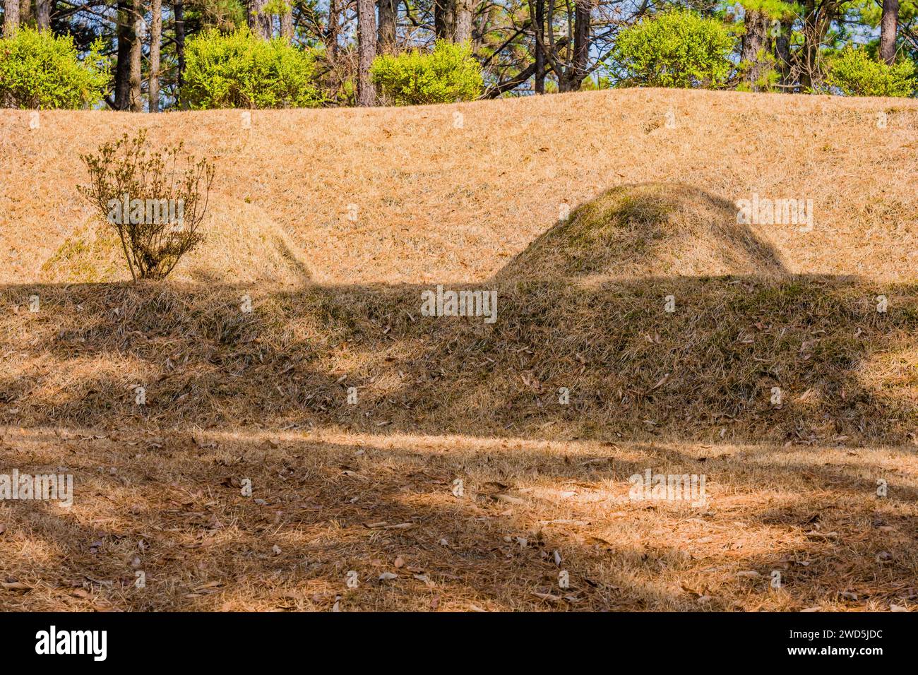 Two burial mounds in a wooded area with small green bushes in ...