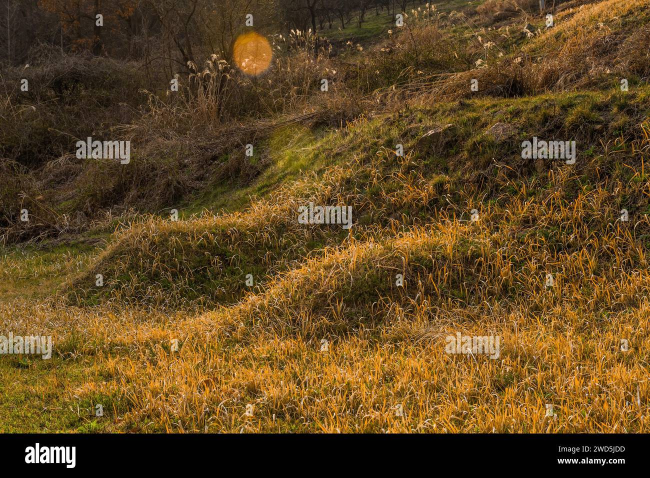 Unmarked burial mounds in wilderness bathed in rays of setting sun on ...