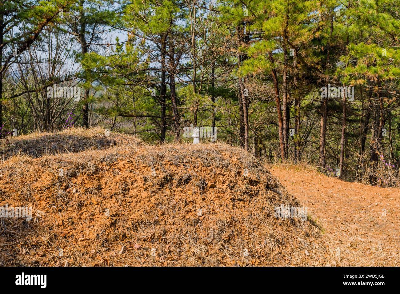 Unmarked burial mounds in mountainside forest of lush evergreen trees ...