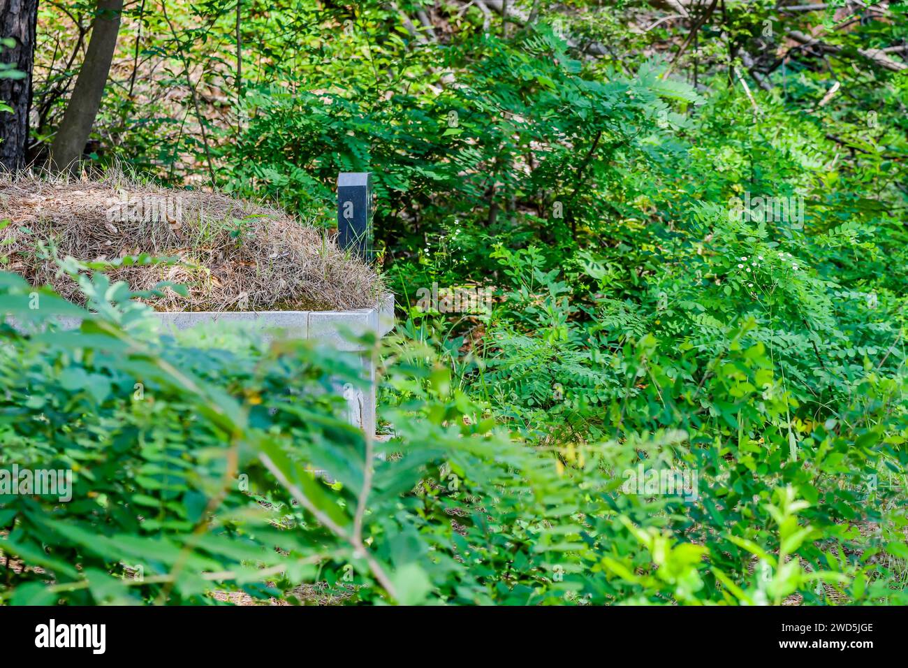 Concrete encased burial mound in lush woodland foliage, South Korea ...