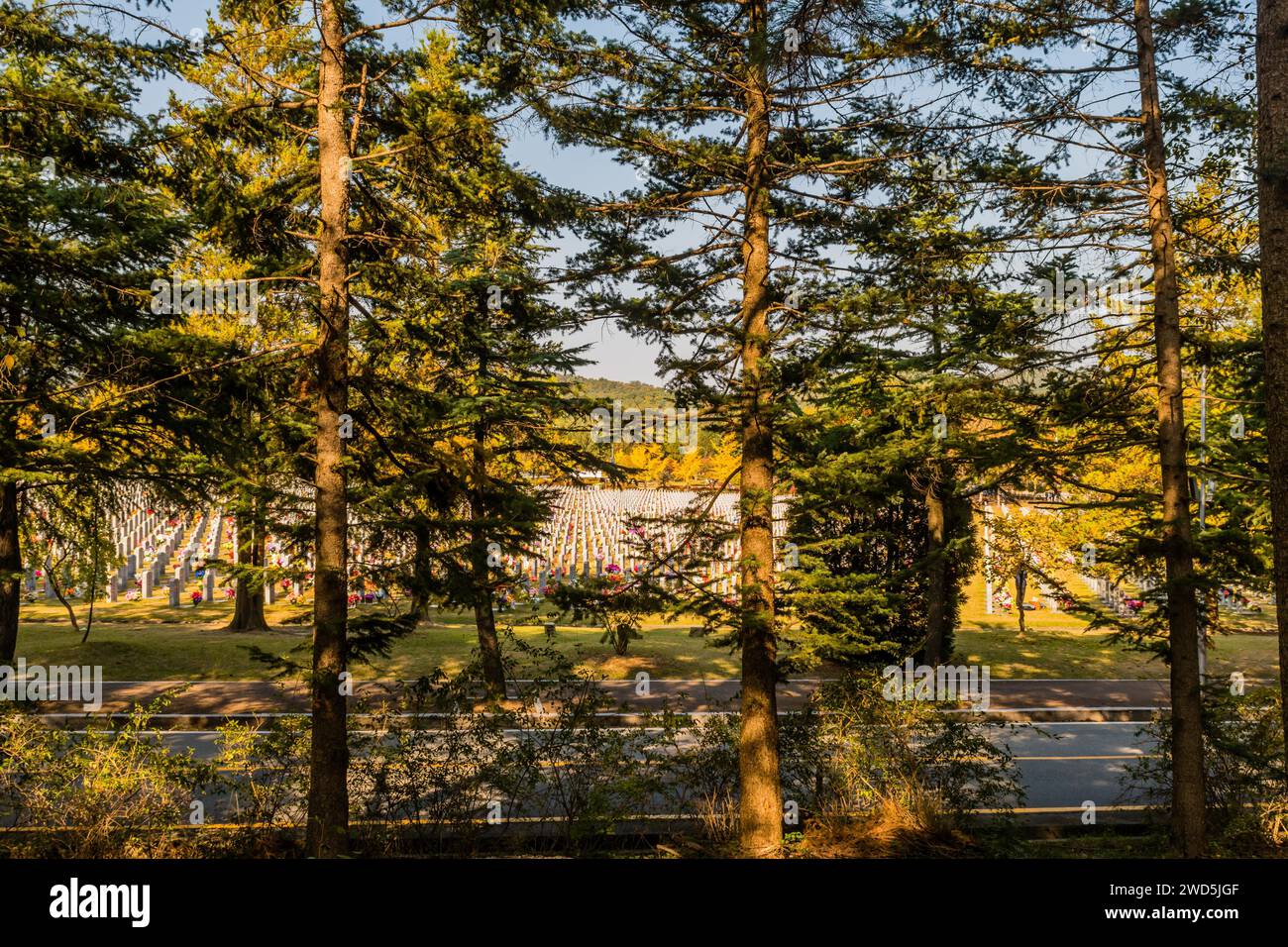 Two lane road through cemetery obscured by treeline with rows of ...