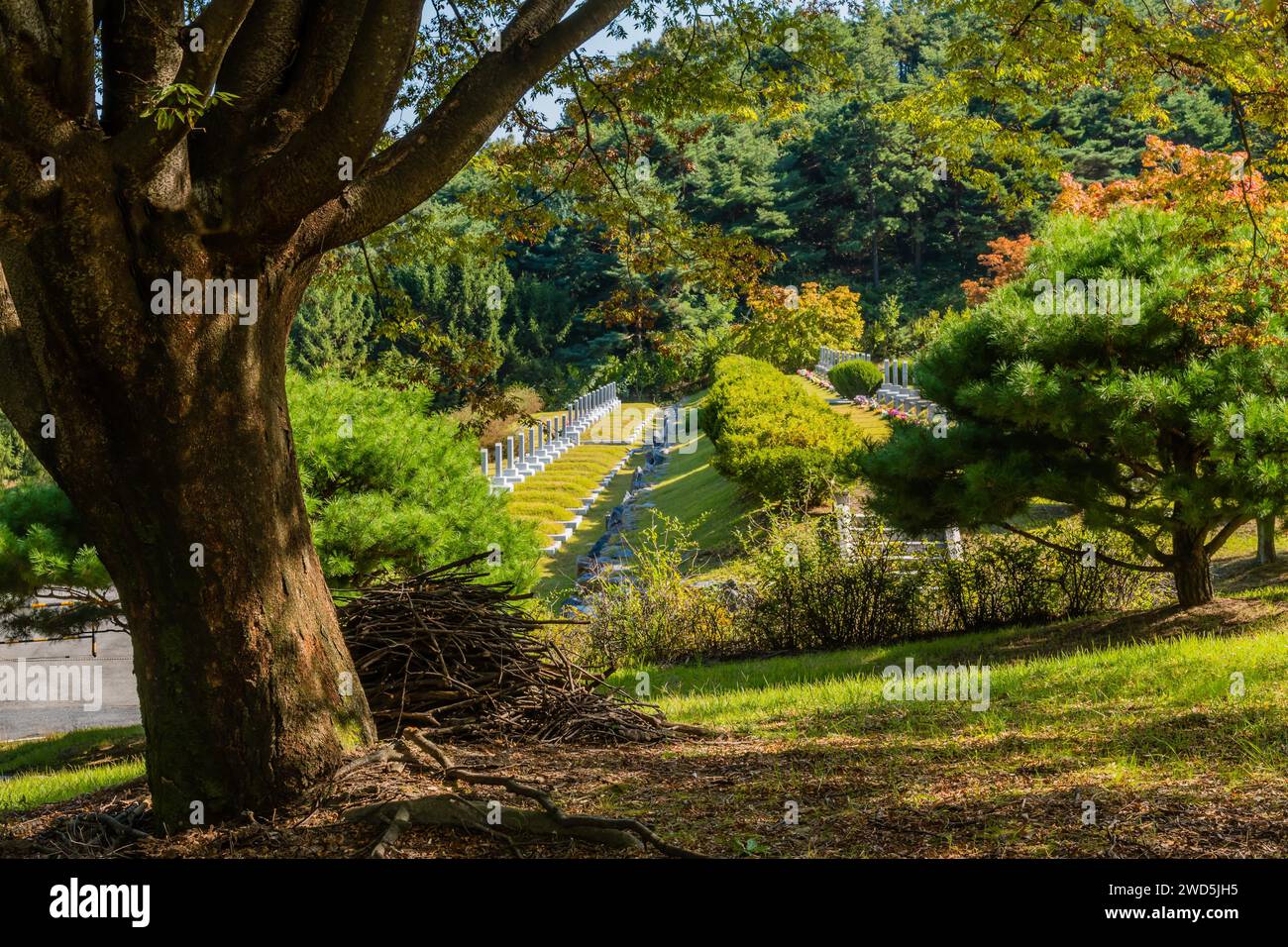 Broken tree stick hi-res stock photography and images - Alamy