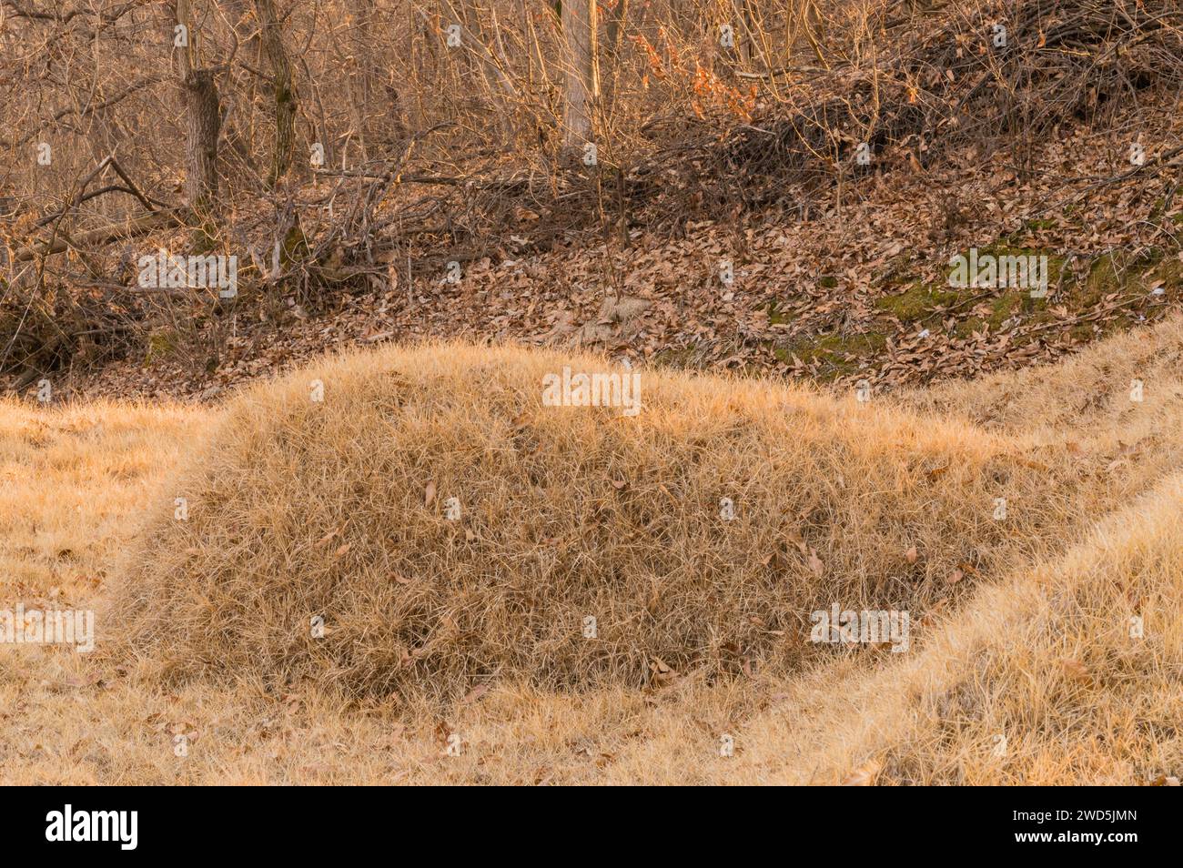 Burial mound with brown grass in woodland area on the side of a ...