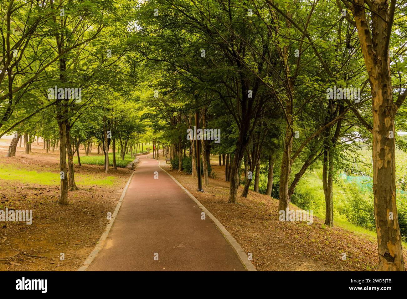Paved walking path under shade trees through wooded urban park, South ...