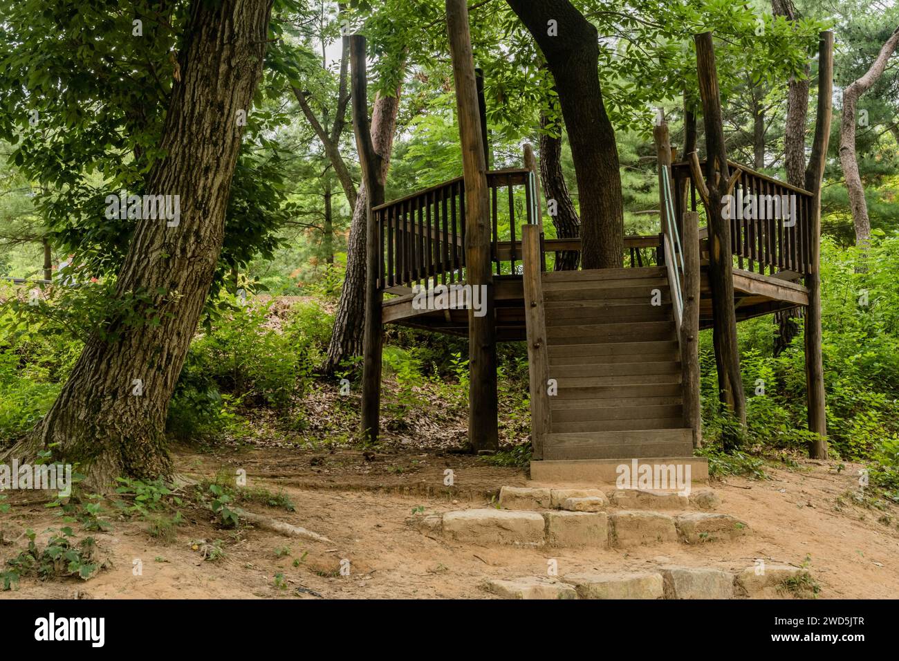 Large tree growing through elevated wooden deck in woodland public park ...