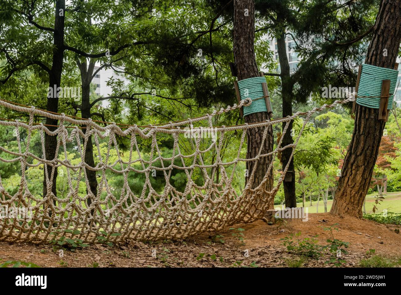 Rope bridge hanging between trees, part of exercise and obstacle course ...