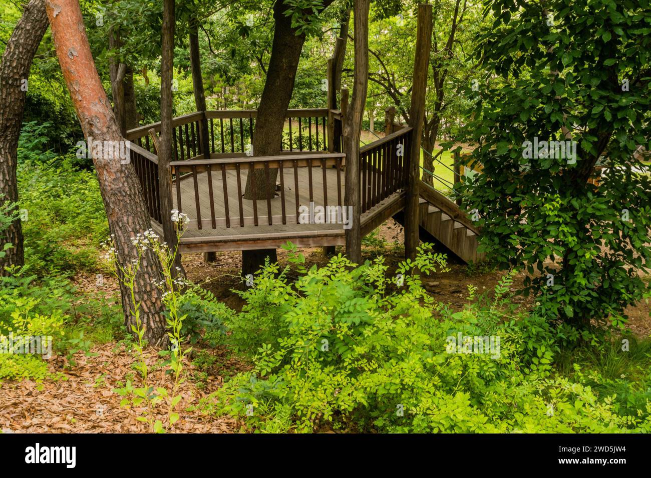 Large tree growing through elevated wooden deck in woodland public park ...