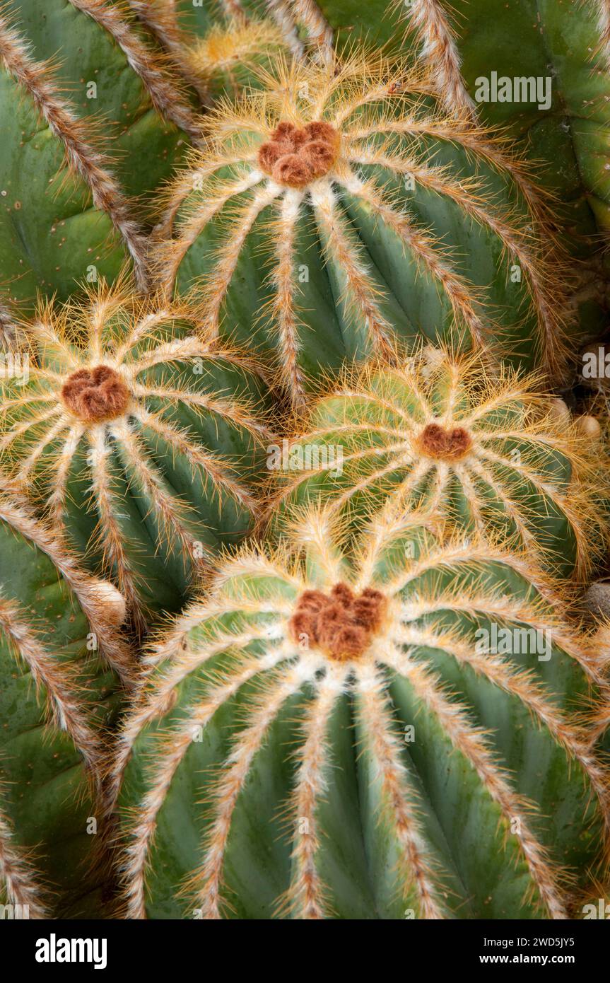 Parodia cactus (Parodia magnifica), San Diego Botanic Garden, Encinitas ...