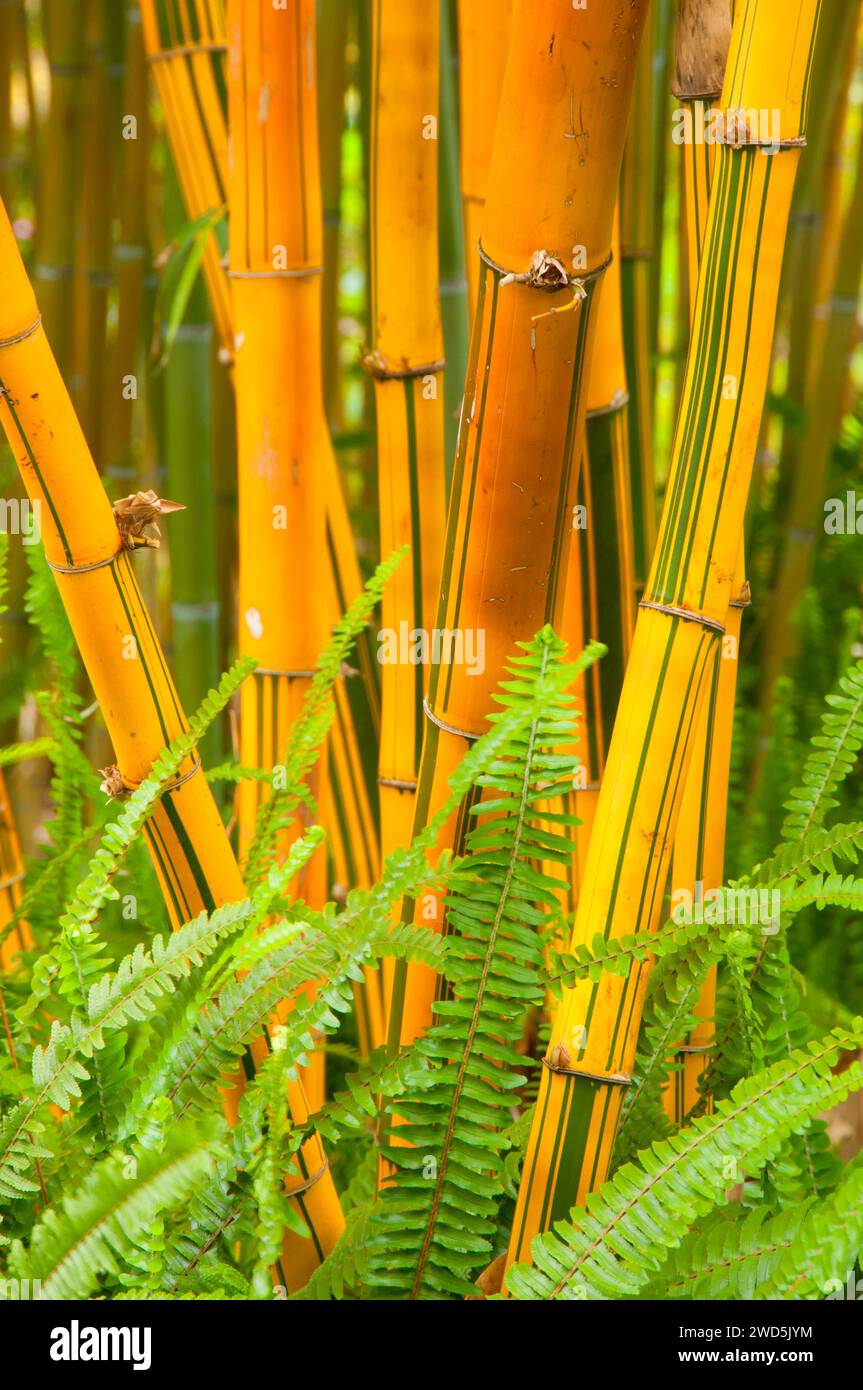 Painted bamboo (Bambusa vulgaris), San Diego Botanic Garden, Encinitas ...