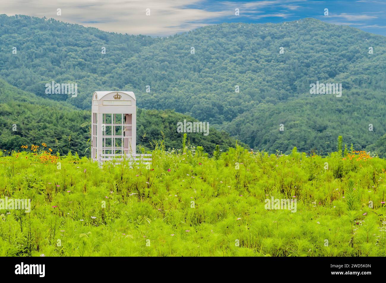 White phone booth isolated in green meadow of tall grass and flowers ...