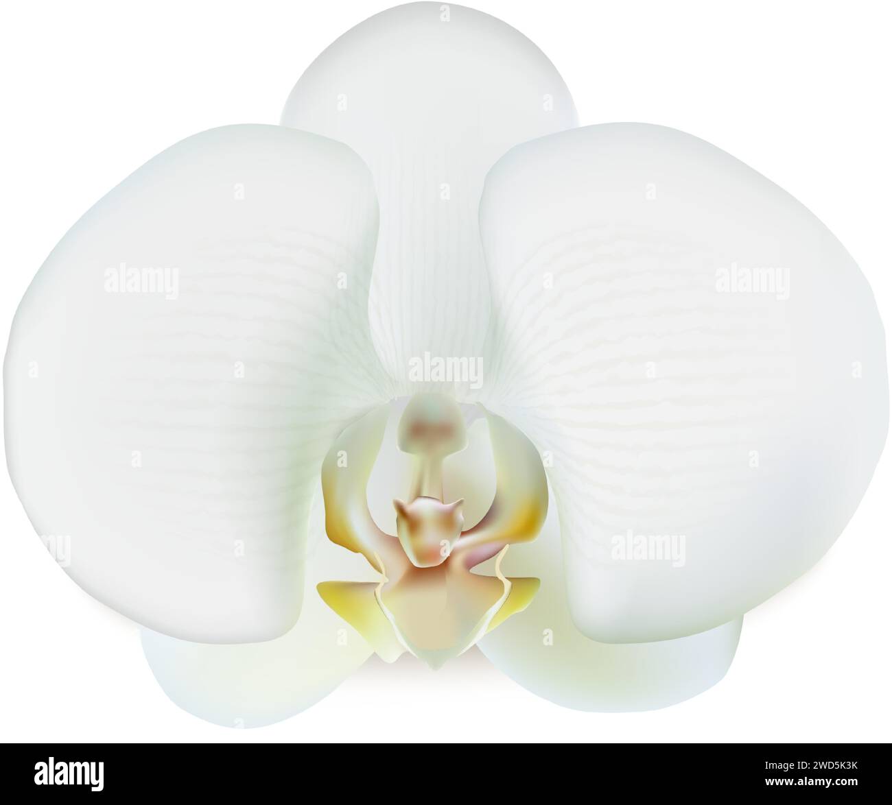 realistic vector icon. White orchid flower. Isolated on white ...