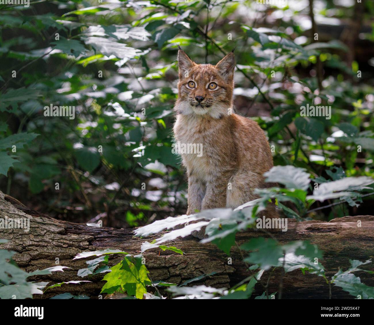Eurasian lynx (Lynx lynx), Germany Stock Photo - Alamy