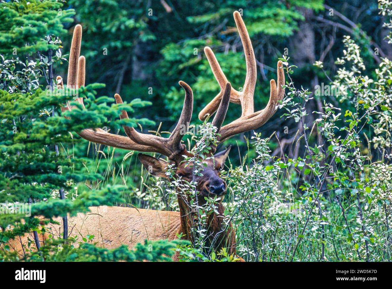 Elk with large antlers lying and resting in the forest, Jasper national ...