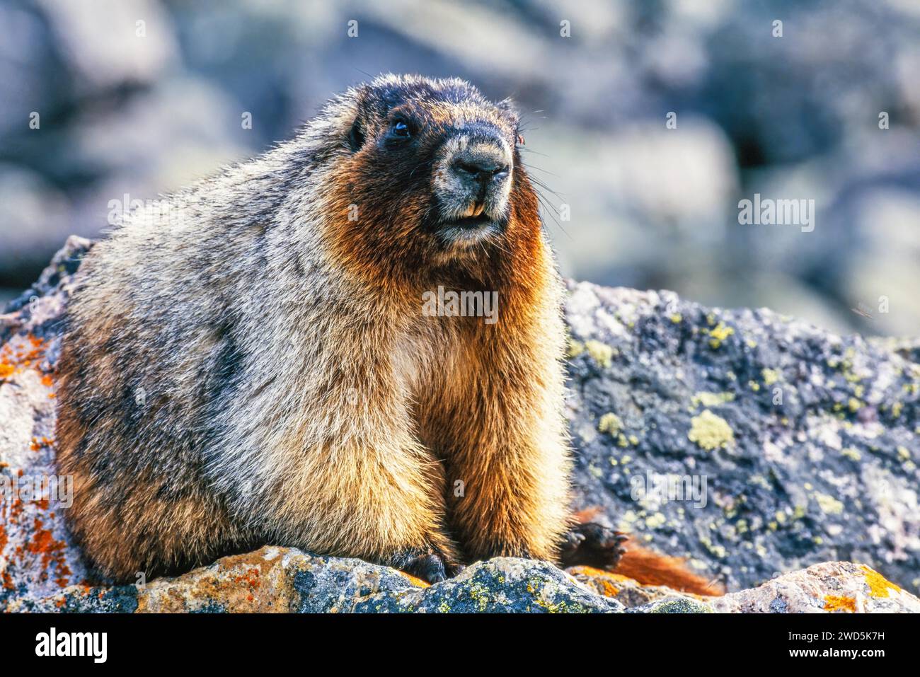Banff looking hi-res stock photography and images - Alamy