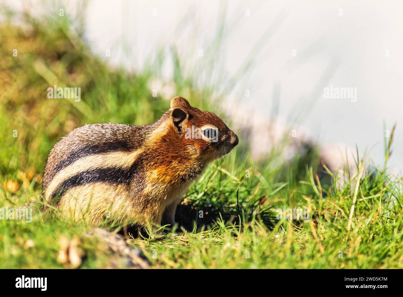 Golden-mantled ground squirrel (Callospermophilus lateralis) on a sunny ...
