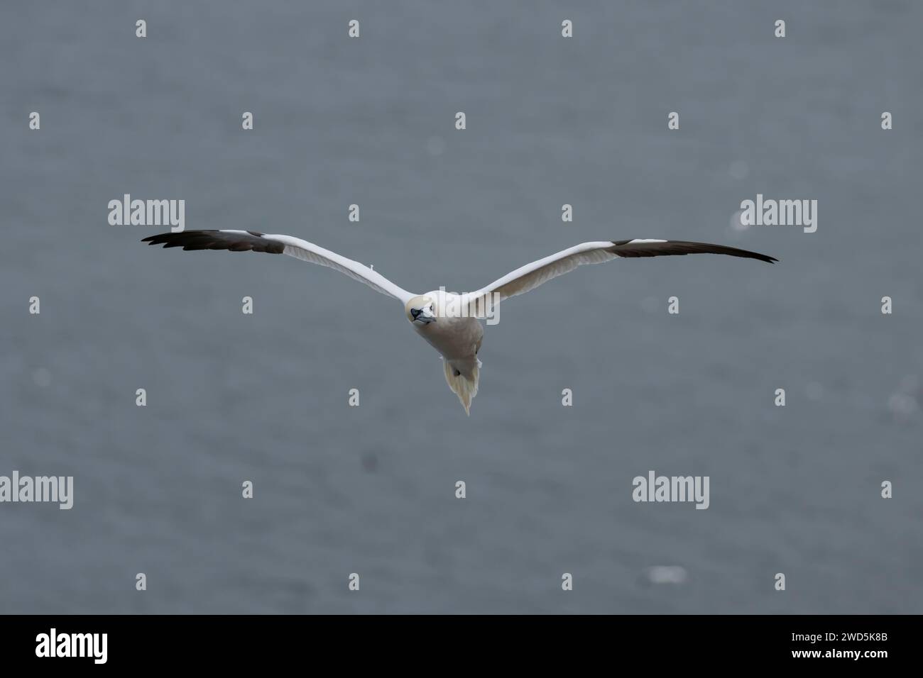 Northern gannet (Morus bassanus) adult bird in flight, Yorkshire ...