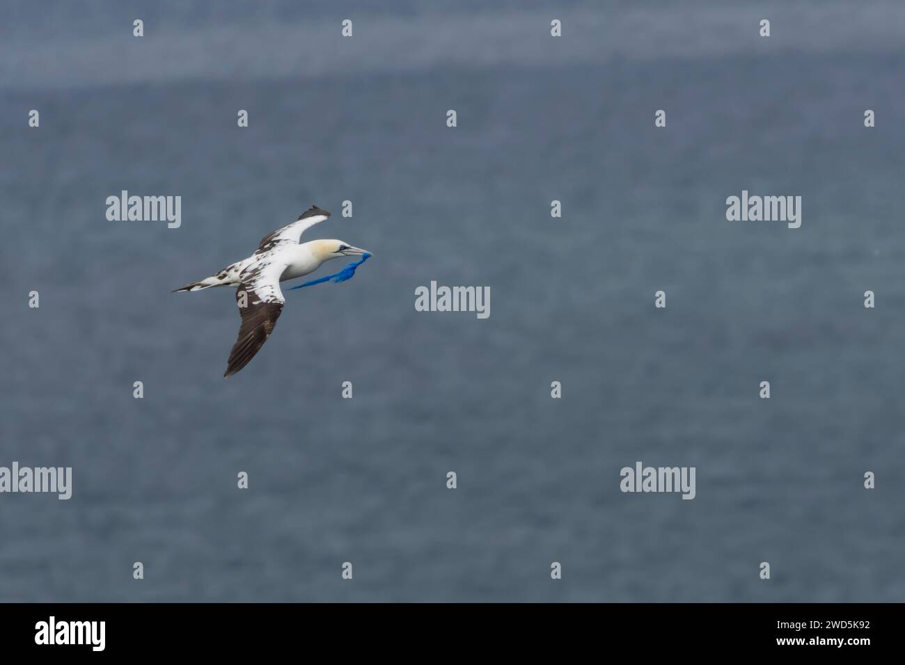 Piece of plastic in a beak hi-res stock photography and images - Alamy